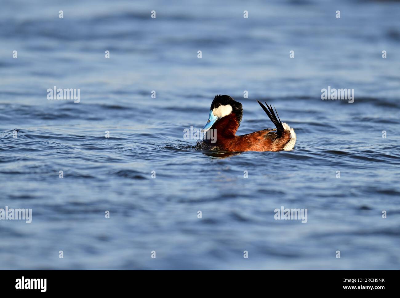 Oxyura jamaicensis ruddy duck hi-res stock photography and images - Alamy