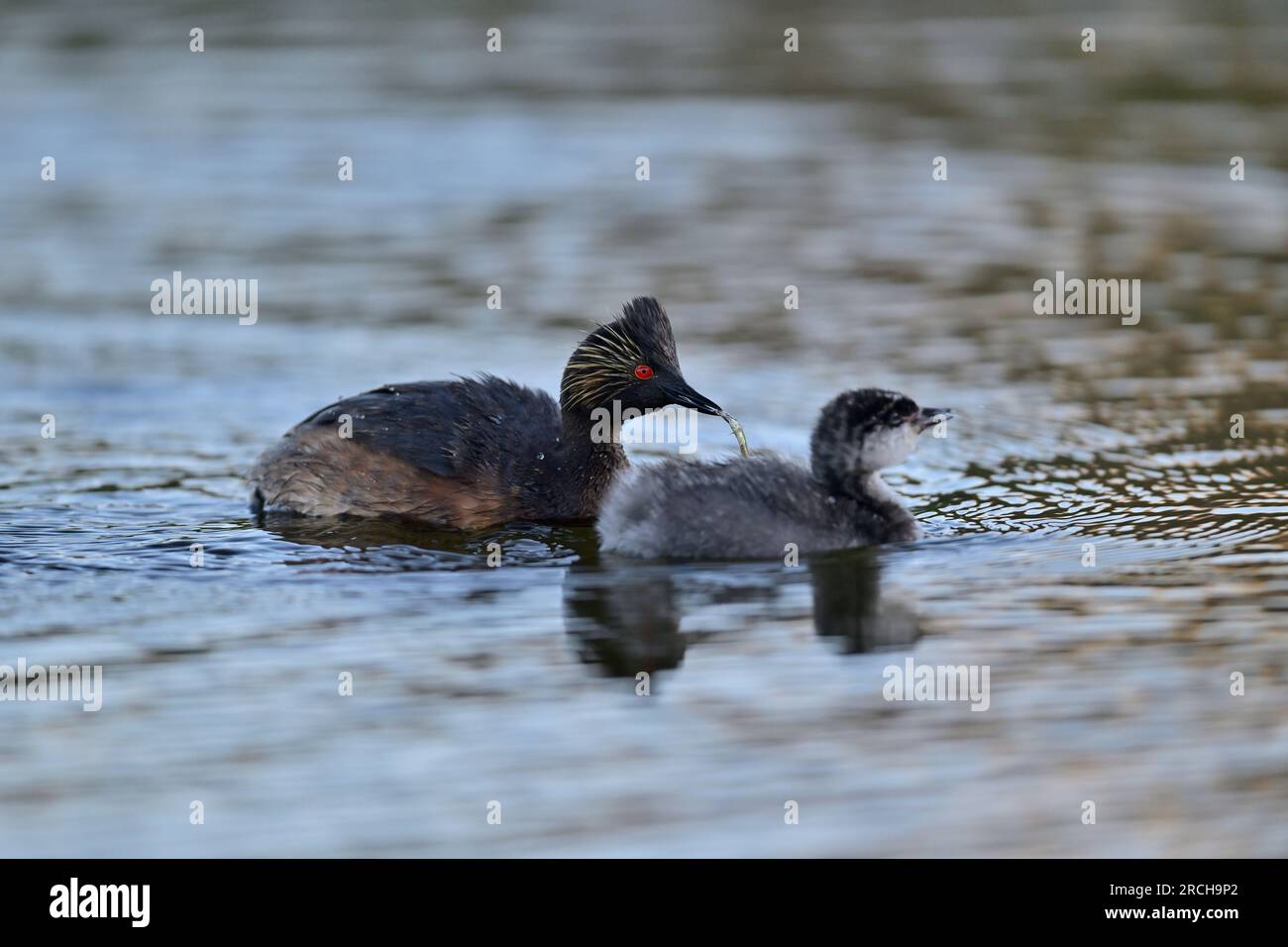 Eared Grebe with chicks - Podiceps nigricollis Stock Photo - Alamy