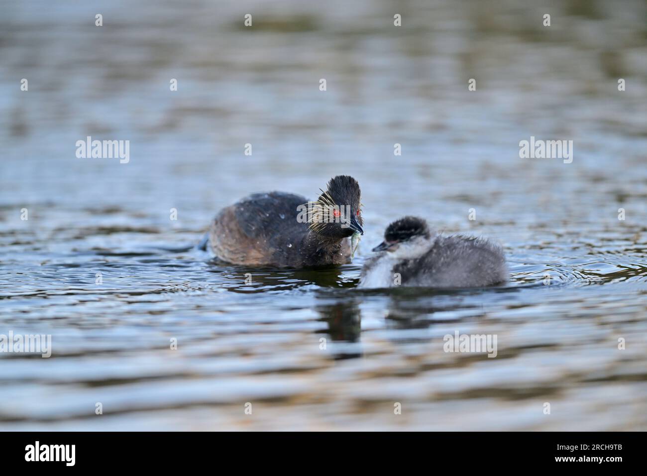 Eared Grebe with chicks - Podiceps nigricollis Stock Photo - Alamy