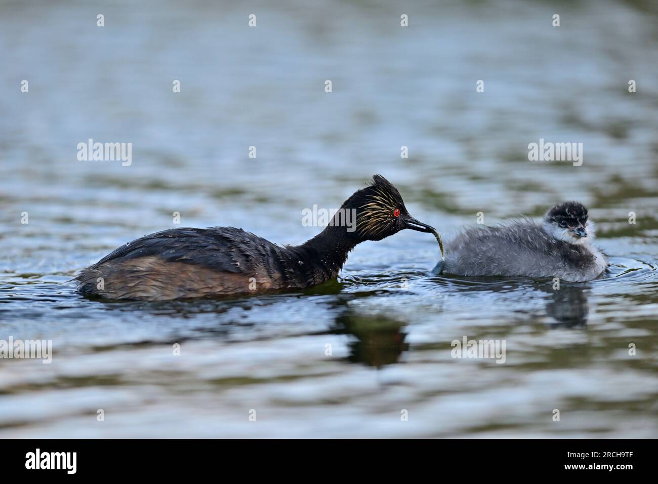 Eared Grebe with chicks - Podiceps nigricollis Stock Photo - Alamy