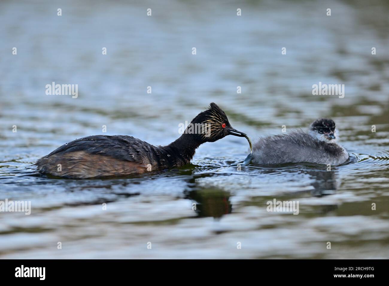 Eared Grebe with chicks - Podiceps nigricollis Stock Photo - Alamy