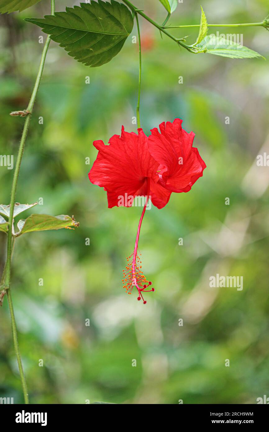 Macro shot close up flower of red Hibiscus rosa-sinensis or shoeblack ...