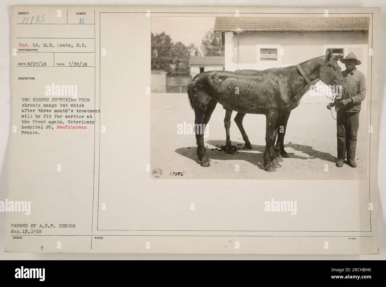 Image showing two horses suffering from chronic mange at Veterinary ...