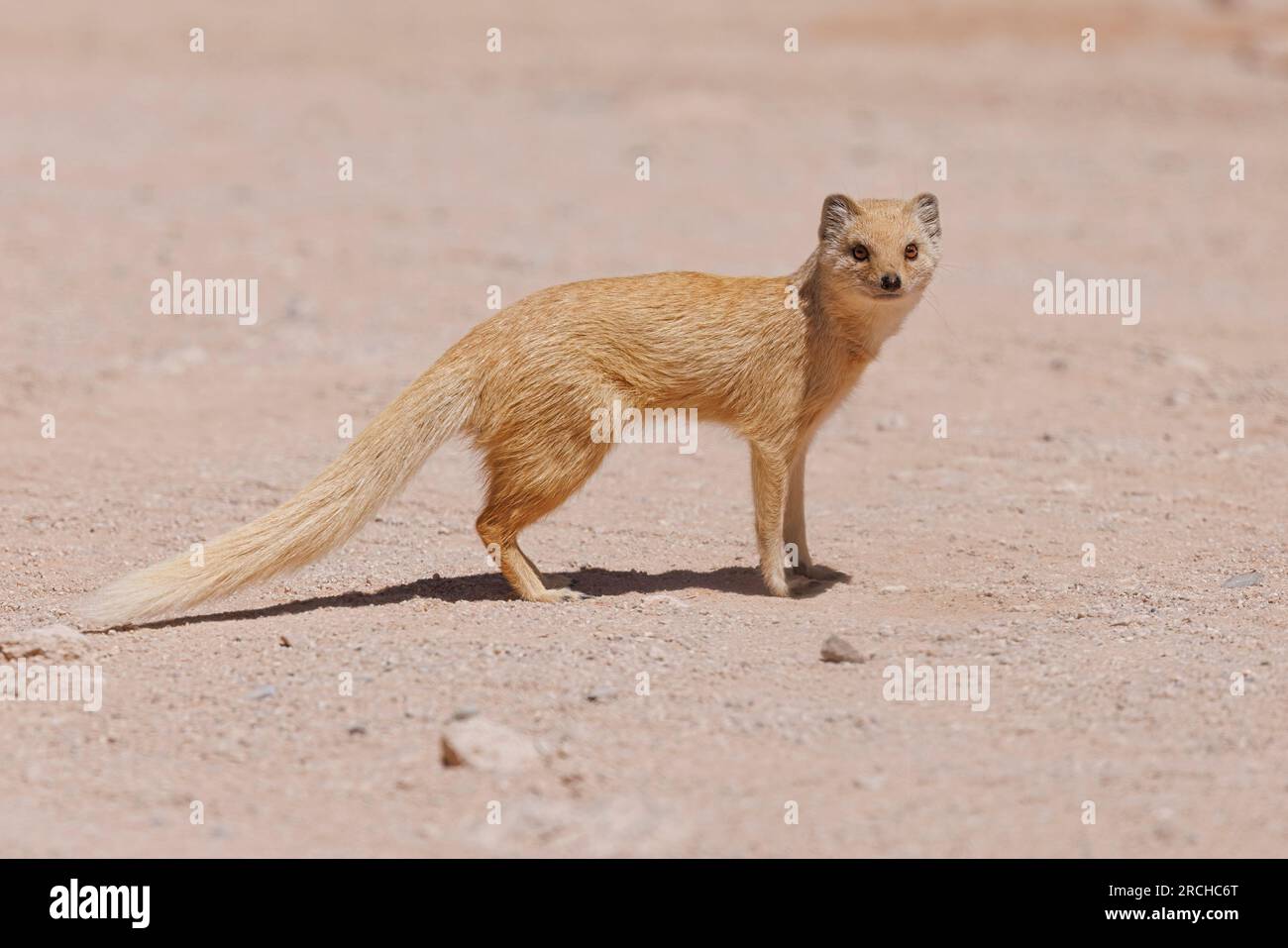 Mongoose solitaire namibia hi-res stock photography and images - Alamy