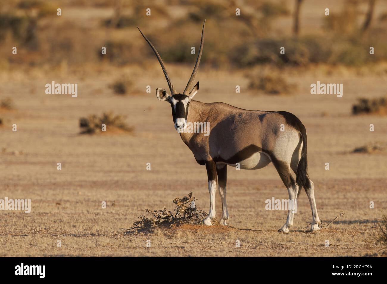Gemsbok, Sesriem, Namibia, March 2023 Stock Photo - Alamy