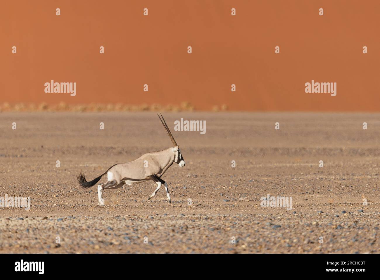 Gemsbok, Sossusvlei, Namibia, March 2023 Stock Photo - Alamy