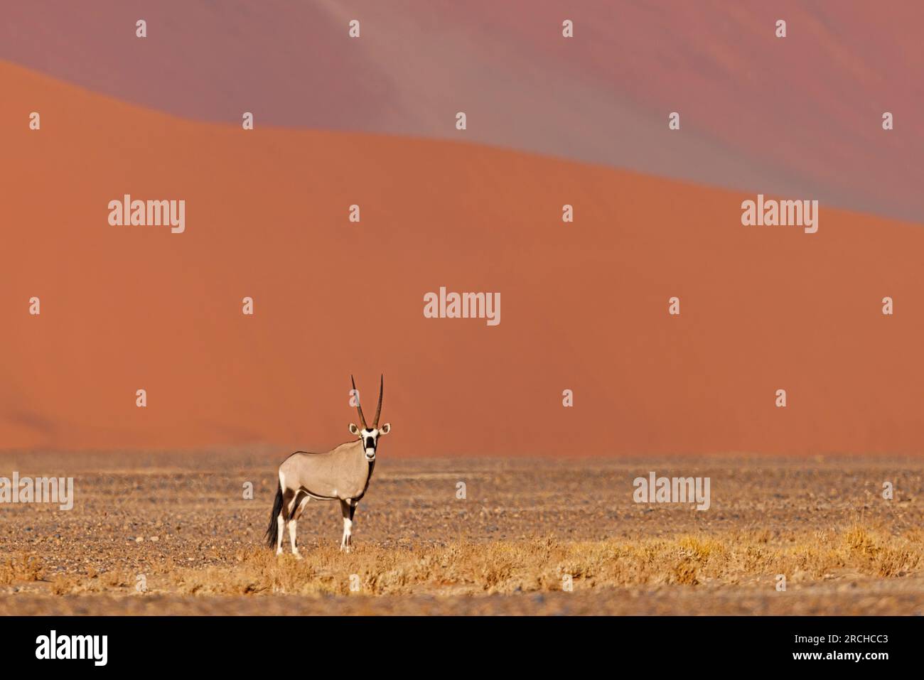 Gemsbok, Sossusvlei, Namibia, March 2023 Stock Photo - Alamy