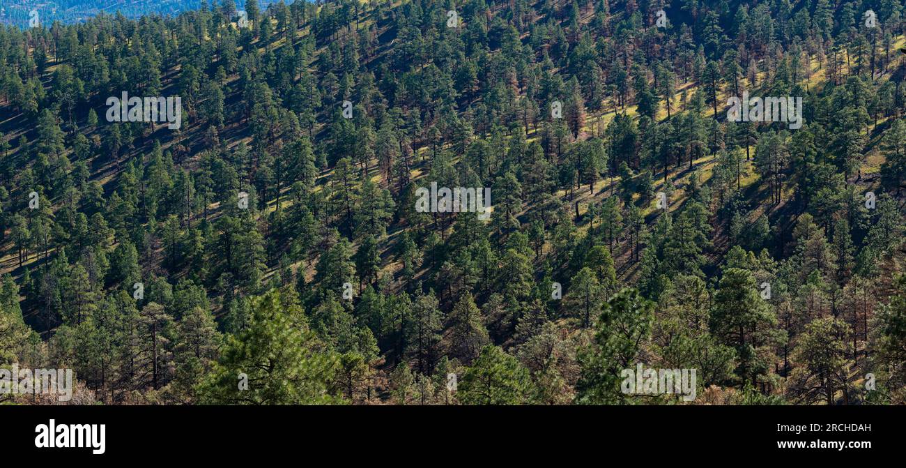 Ponderosa pines on hillside, Coconino National Forest, Arizona, USA ...