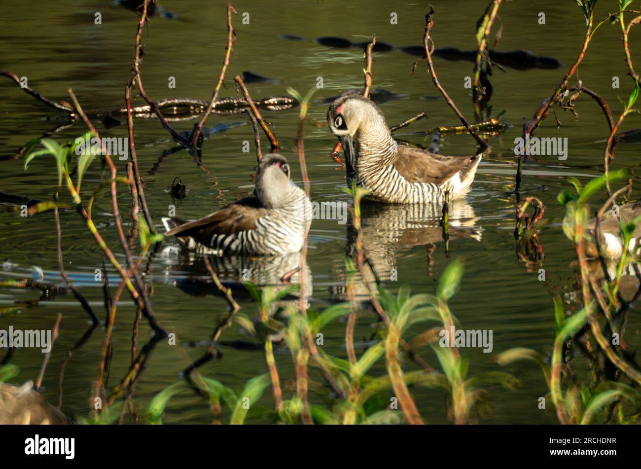 Pink-eared Duck, Malacorhynchus membranaceus, Zebra Duck, Zebra Teal ...