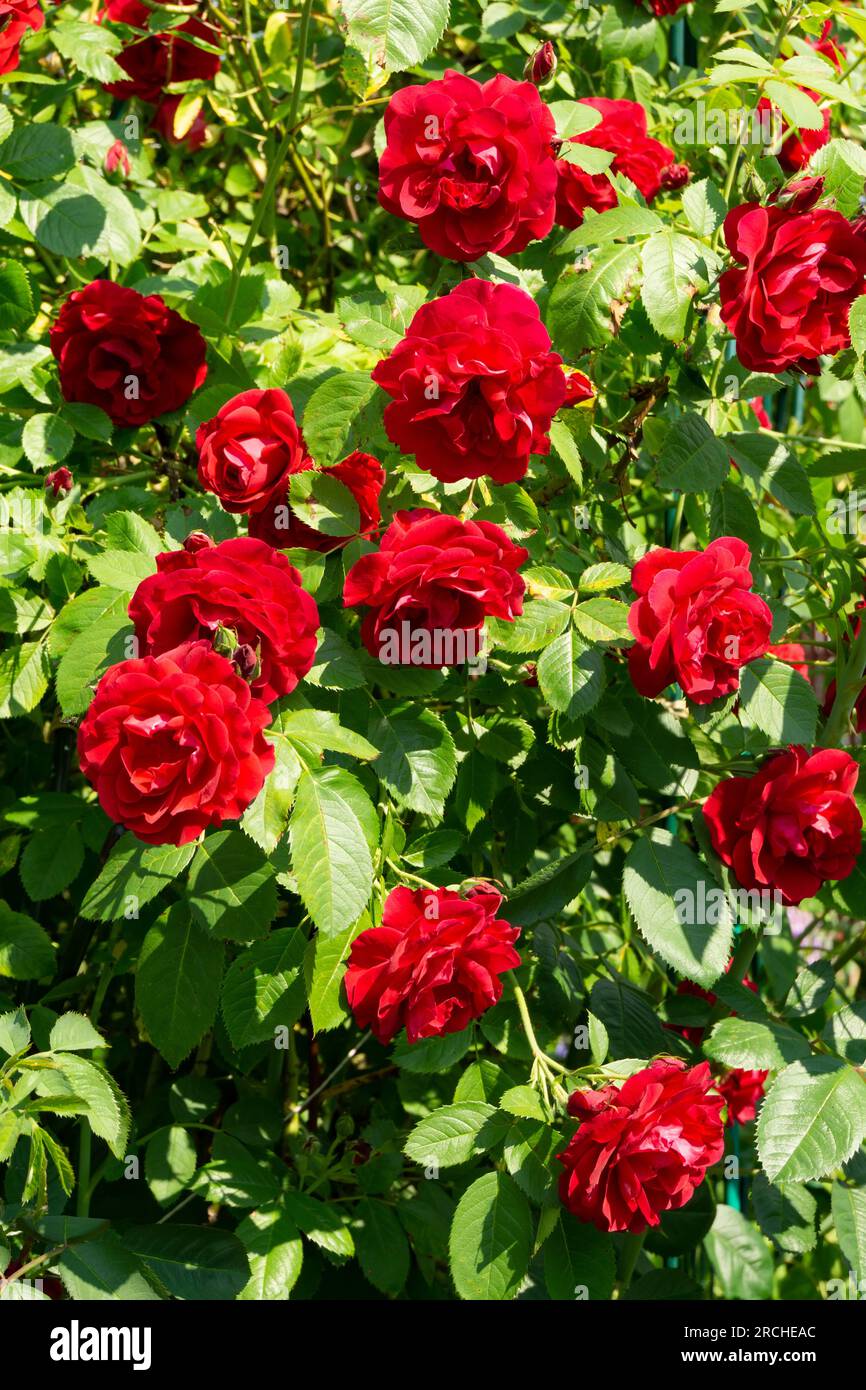 Bush of red climbing roses blooms in a sunny summer garden Stock Photo - Alamy