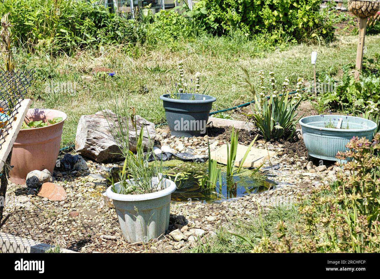 Small wildlife pond on an allotment plot. Planted with Duckweed and ...