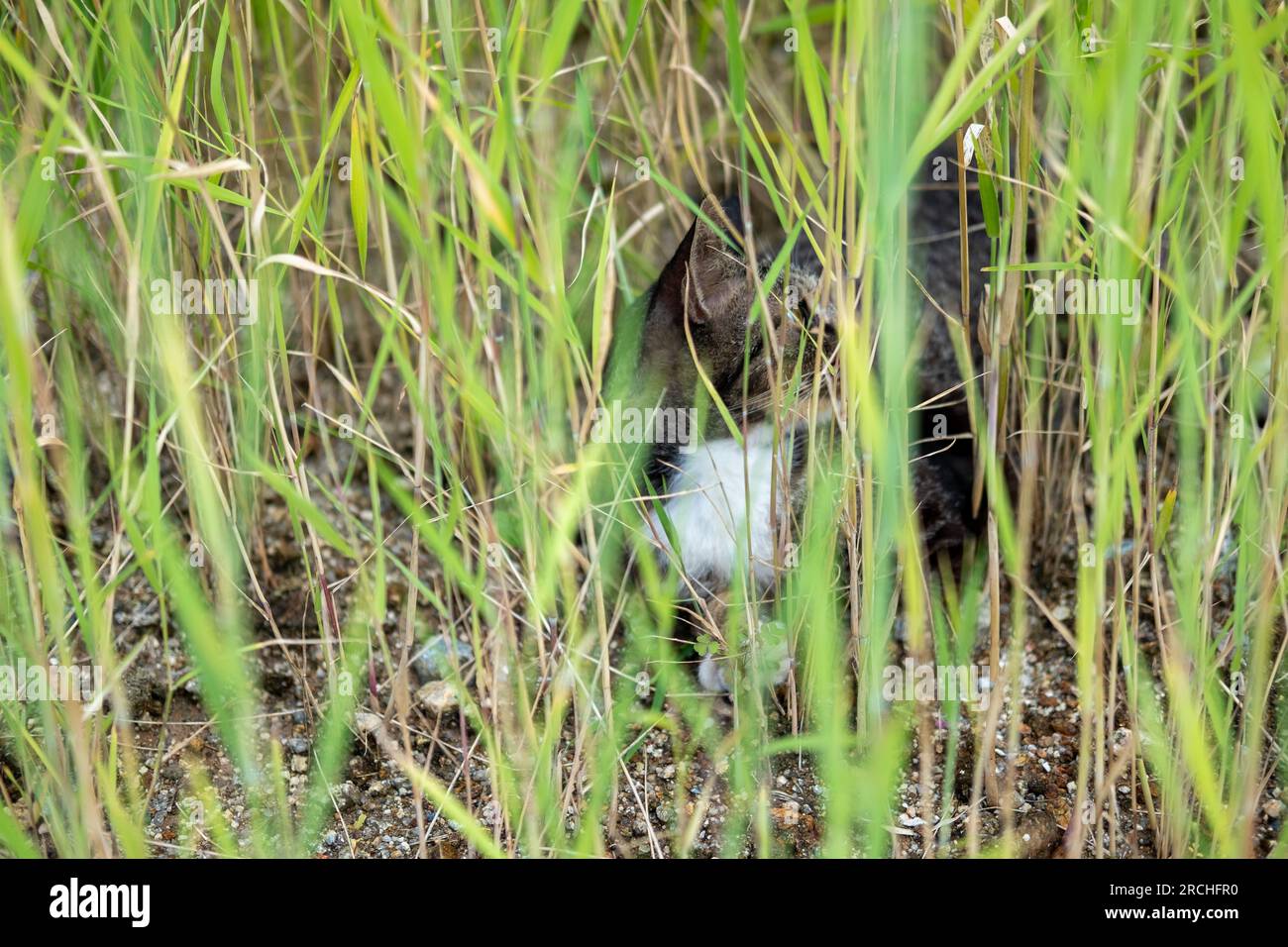 Cat hiding in the grass Stock Photo - Alamy