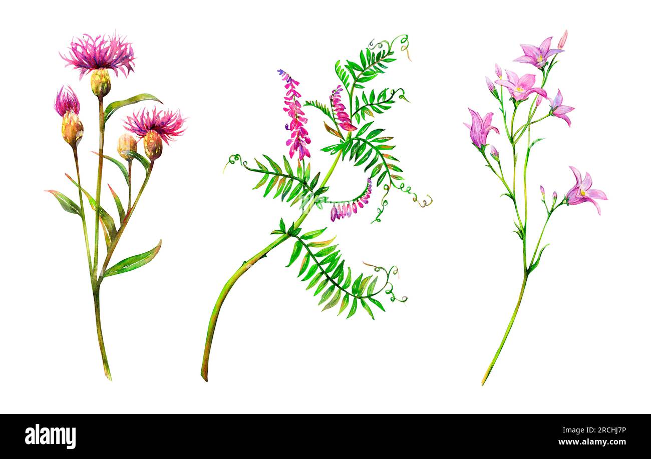 Purple set of meadow flowers - field bell, cornflower and mouse peas ...