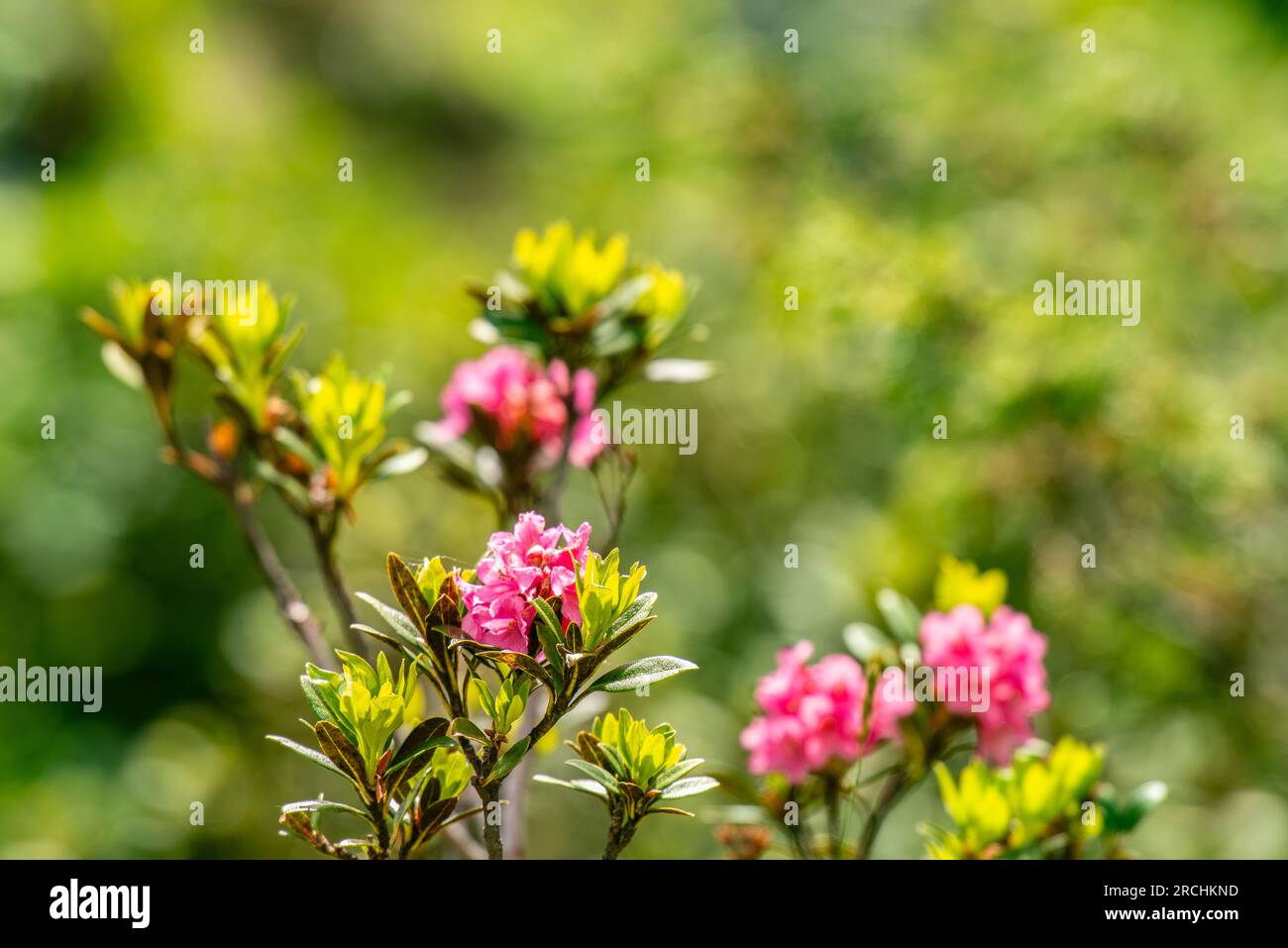 Alpine Roses - Mountainscapes Radons Switzerland Stock Photo - Alamy