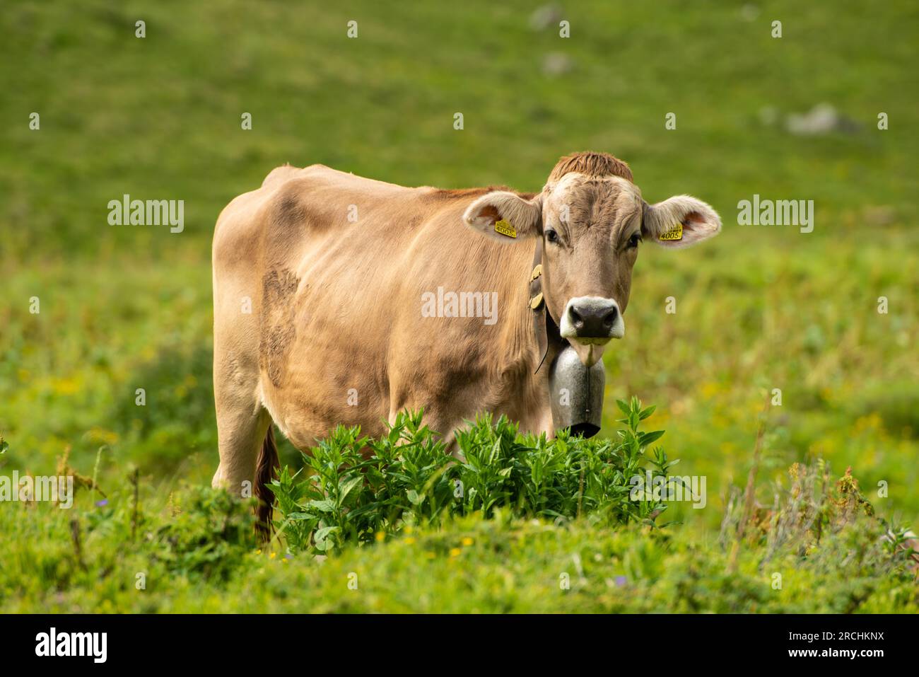 Alpine Farming - Radons, Switzerland Stock Photo - Alamy