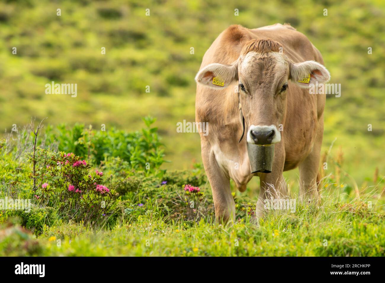 Alpine Farming - Radons, Switzerland Stock Photo - Alamy