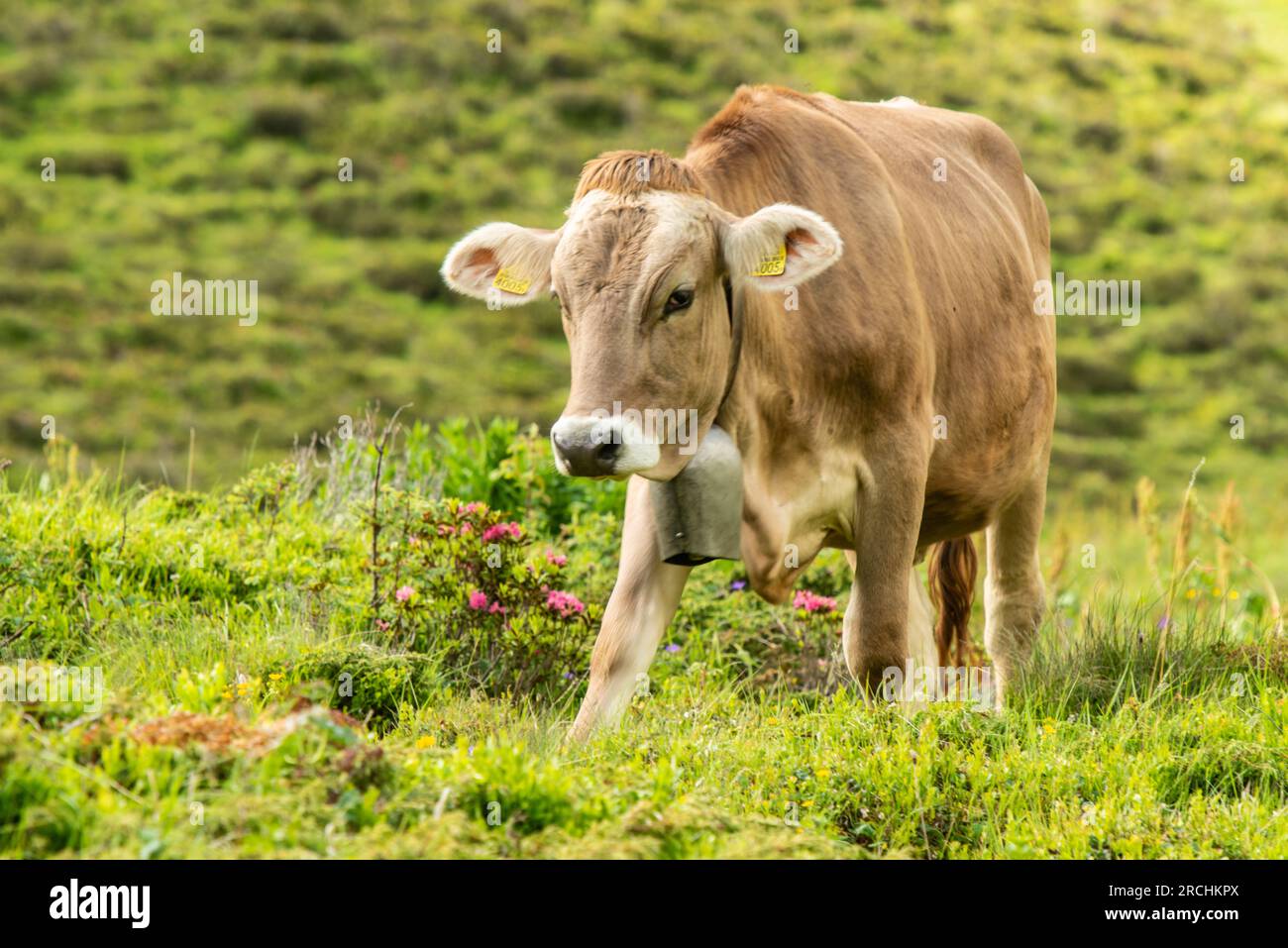Alpine Farming - Radons, Switzerland Stock Photo - Alamy