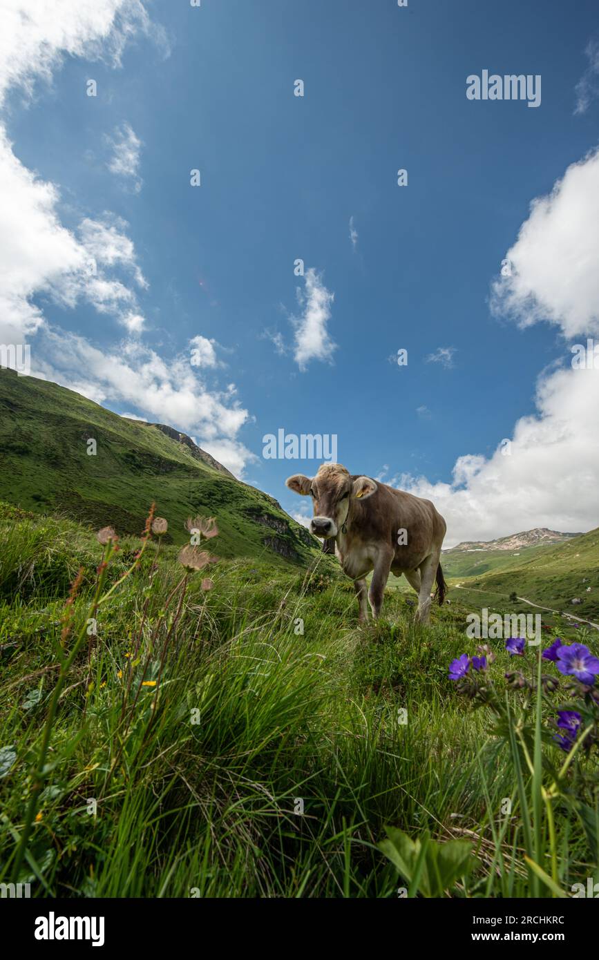 Alpine Farming - Radons, Switzerland Stock Photo - Alamy