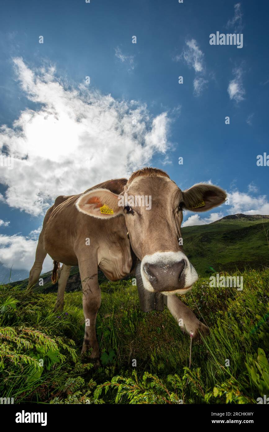 Alpine Farming - Radons, Switzerland Stock Photo - Alamy