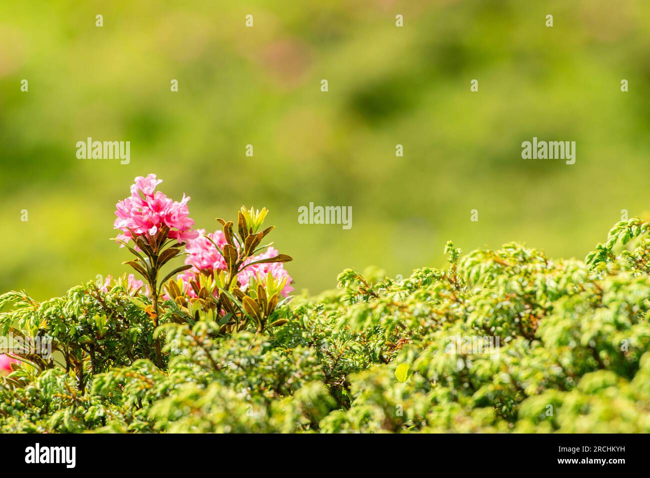 Alpine Roses - Mountainscapes Radons Switzerland Stock Photo - Alamy