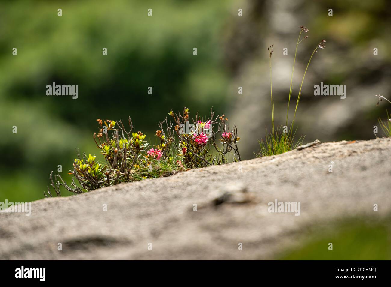 Alpine Roses - Mountainscapes Radons Switzerland Stock Photo - Alamy