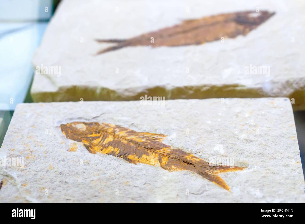 Skeleton of fossilized fish imprinted in stone. prehistoric artifact ...