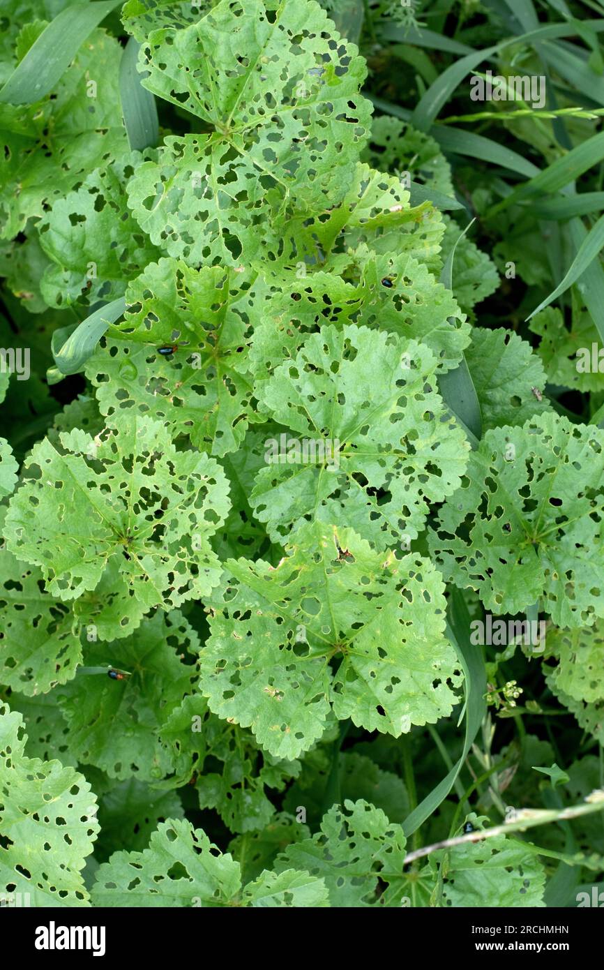 Pests Bugs destroying natural green leaves by eating them Stock Photo ...