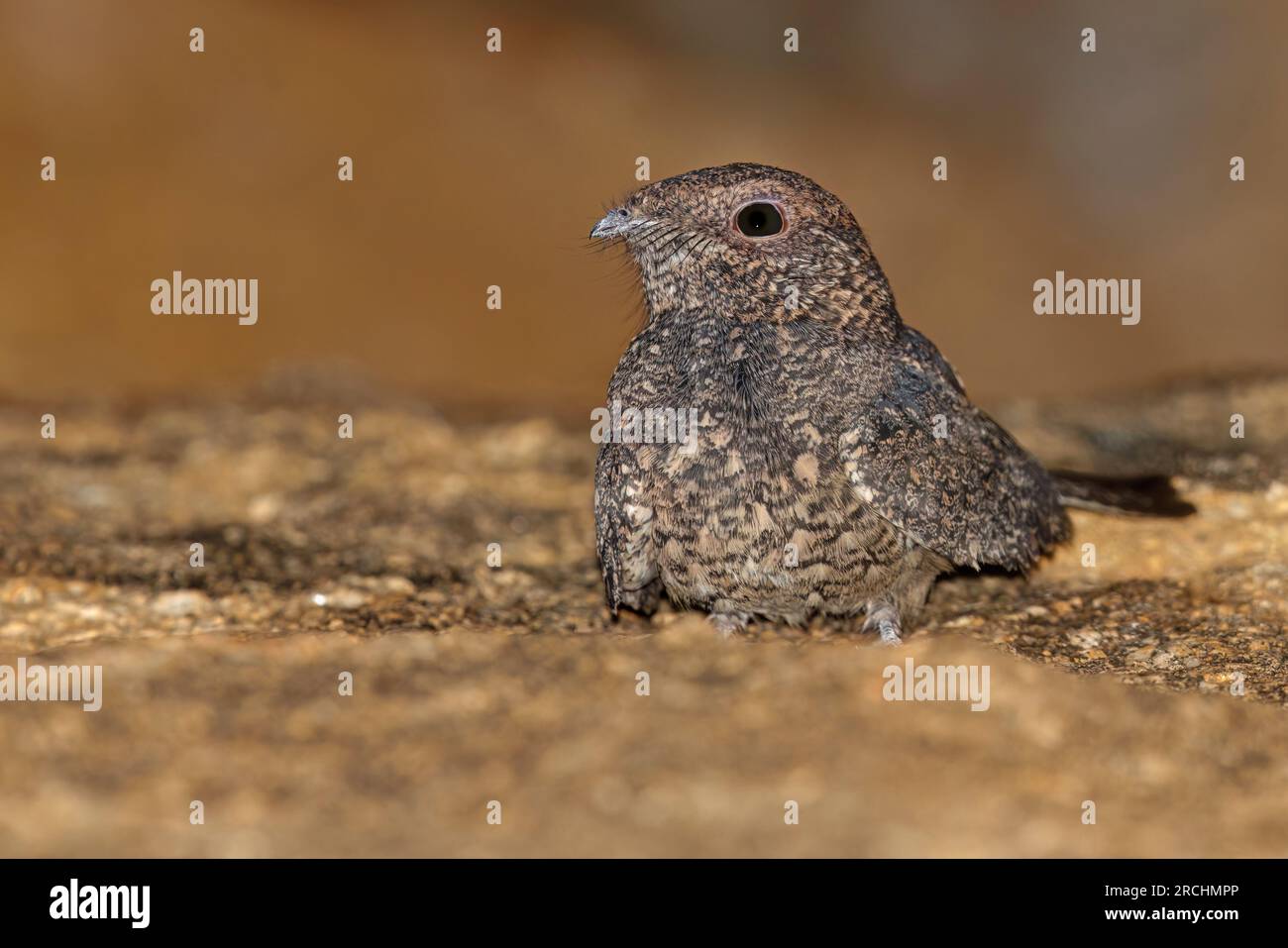 Ai aiba hi-res stock photography and images - Alamy