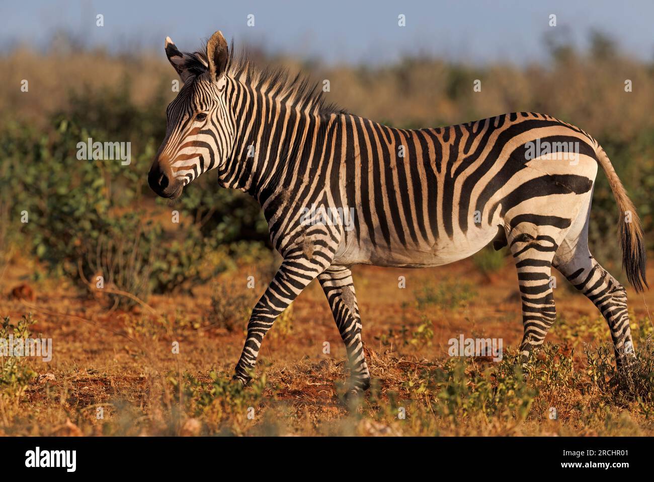 Mountain Zebra, Rateldraft, Etosha, Namibia, March 2023 Stock Photo - Alamy