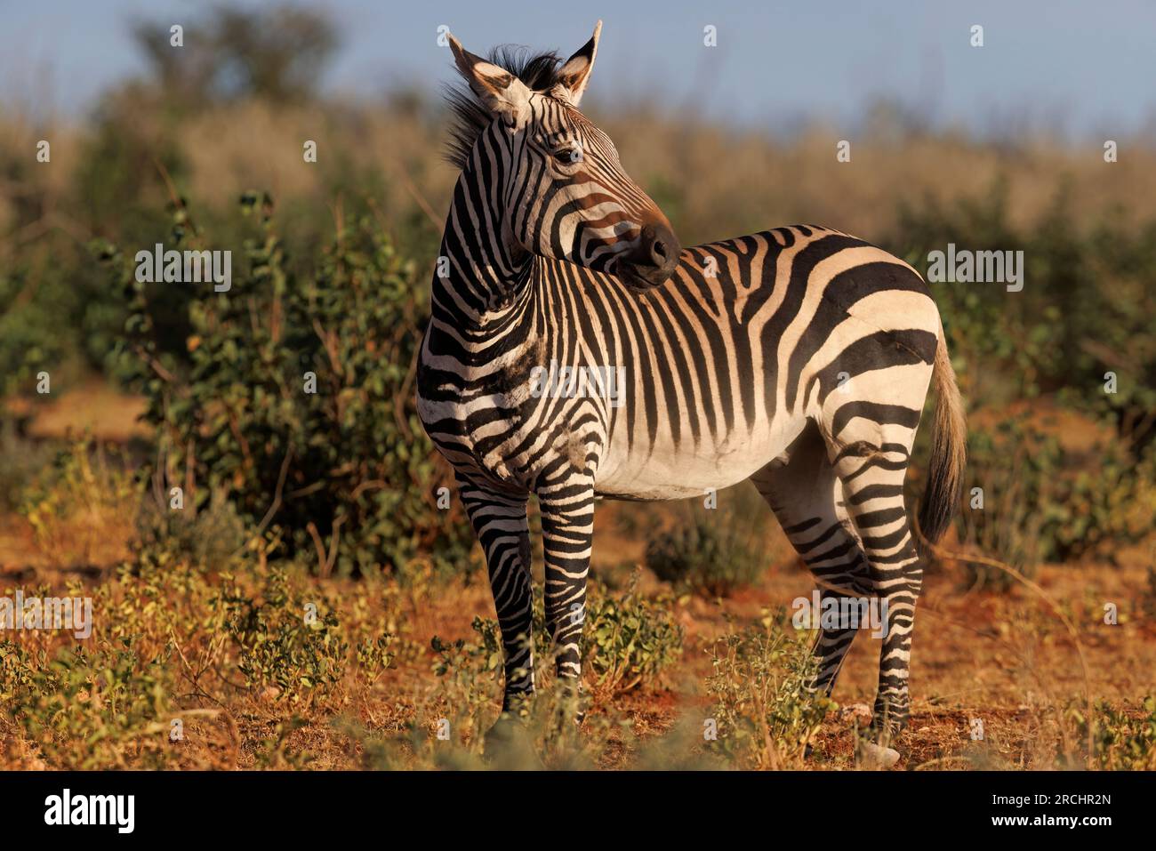 Mountain Zebra, Rateldraft, Etosha, Namibia, March 2023 Stock Photo - Alamy