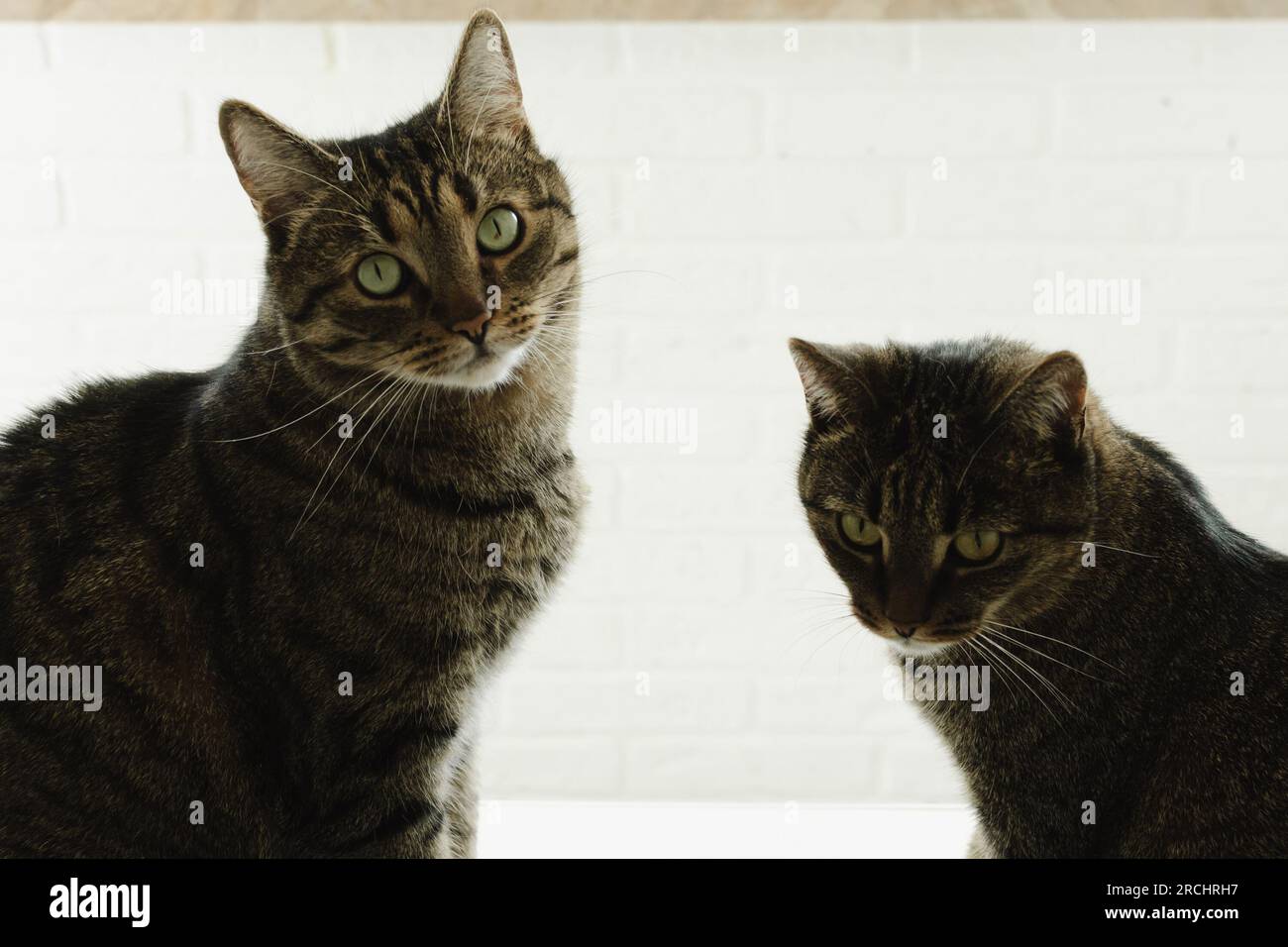 Portrait of two cats with beautiful eyes on a white background Stock ...