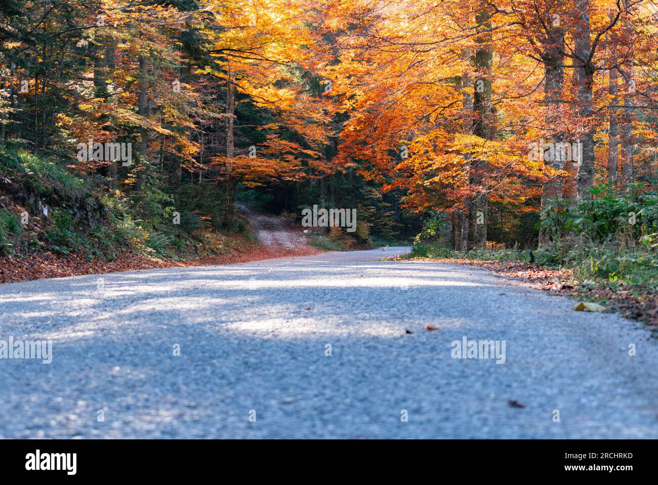 Autumn trees path forest hi-res stock photography and images - Alamy