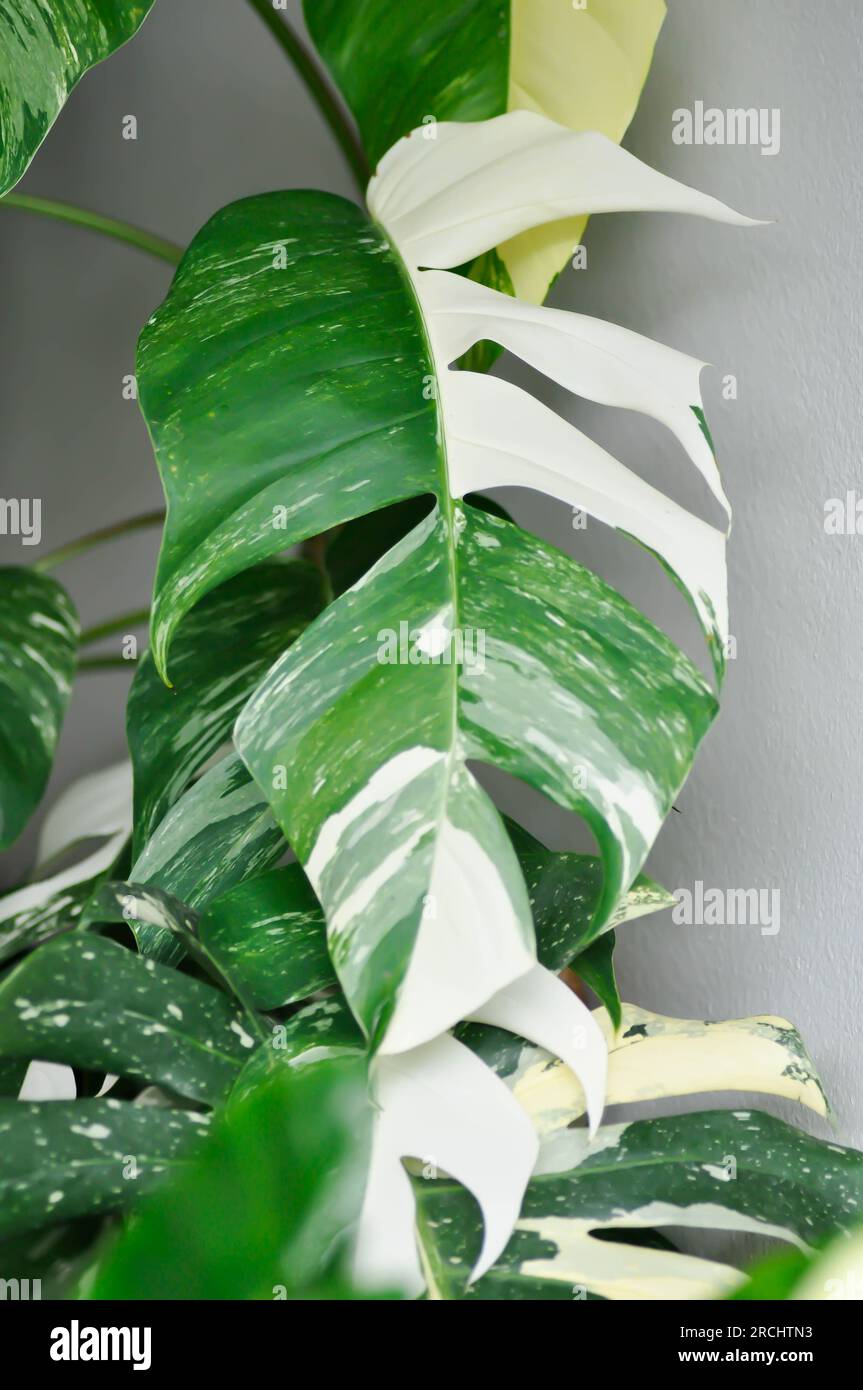 Epipremnum, Epipremnum Pinnatum Variegata or Epipremnum pinnatum ...