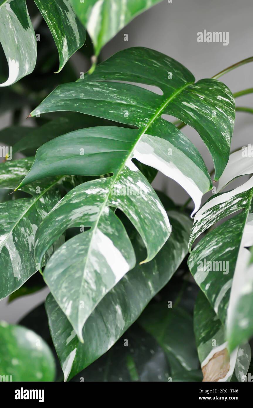 Epipremnum, Epipremnum Pinnatum Variegata or Epipremnum pinnatum ...