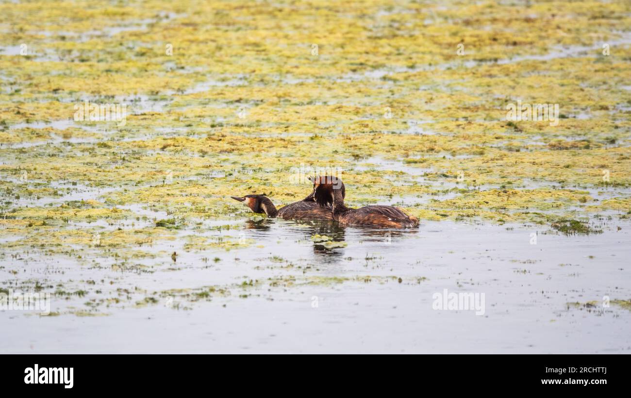 Mating games of two water birds Great Crested Grebes. Two waterfowl ...
