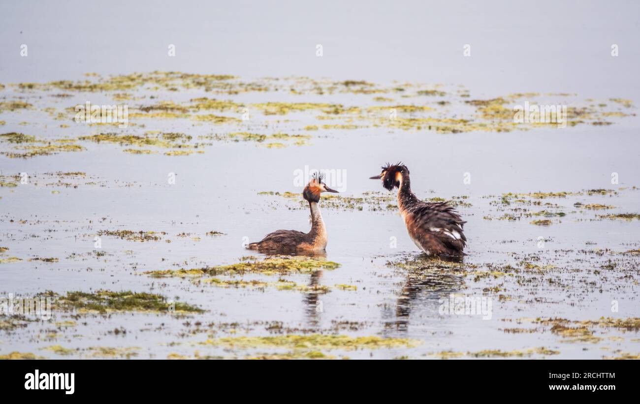 Mating games of two water birds Great Crested Grebes. Two waterfowl ...
