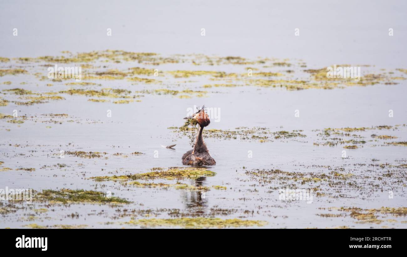 Mating games of two water birds Great Crested Grebes. Two waterfowl ...