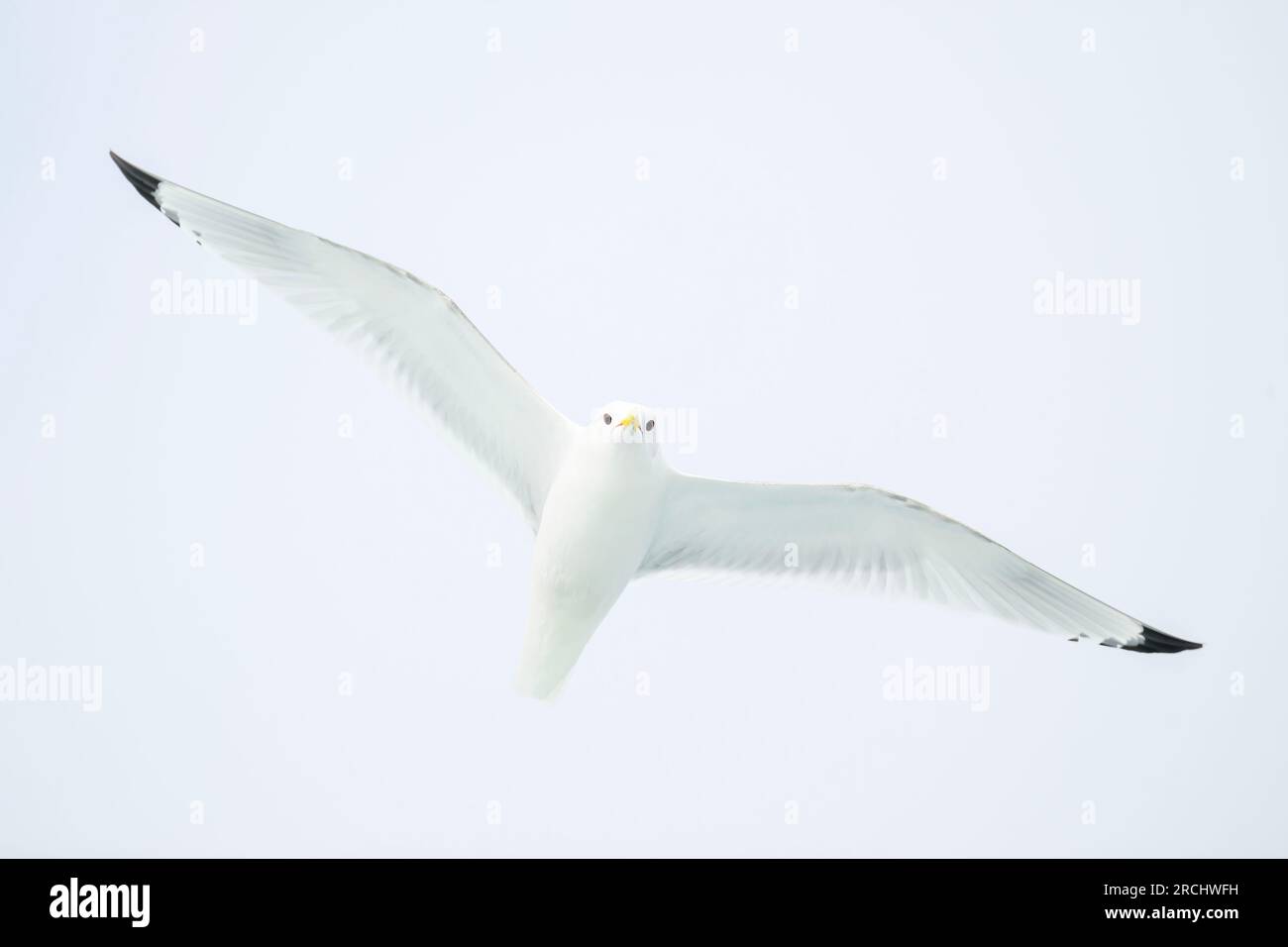 Gull common (Larus canus), in flight, Sumburgh Head RSPB Reserve Stock ...