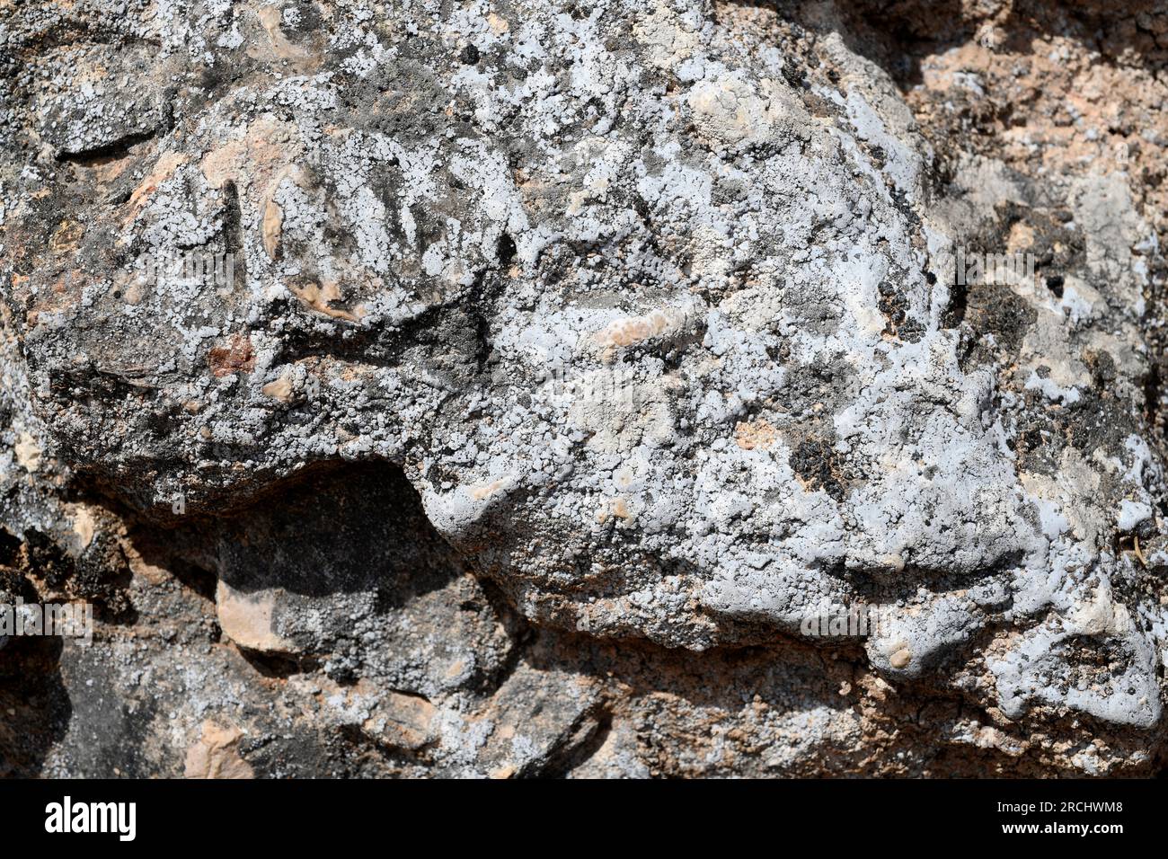 Toninia sedifolia hi-res stock photography and images - Alamy