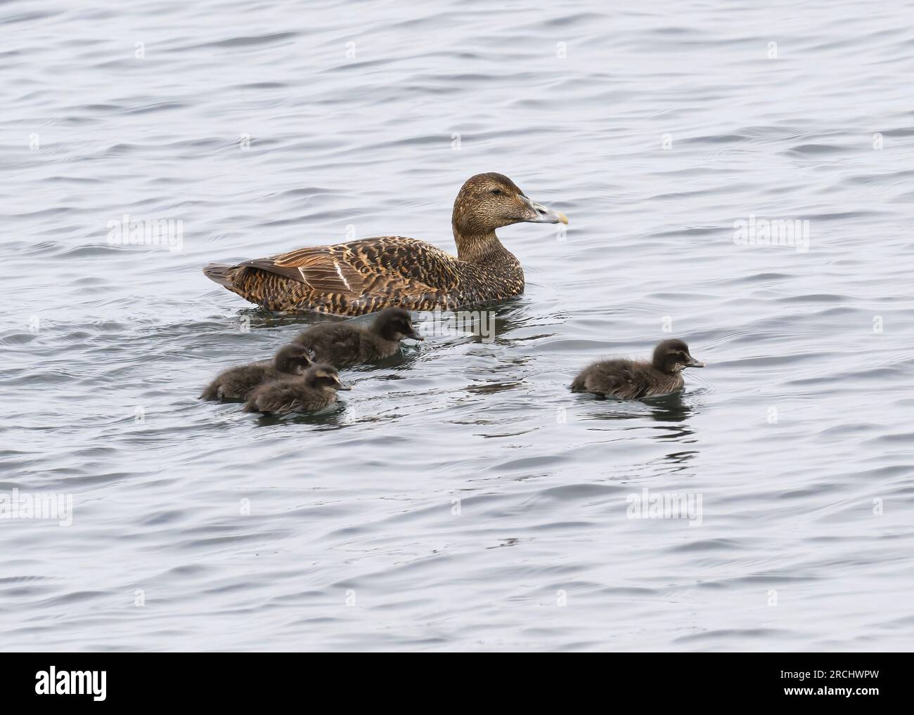 Eider common (Somateria mollissima), female with chicks, Shetland Stock ...