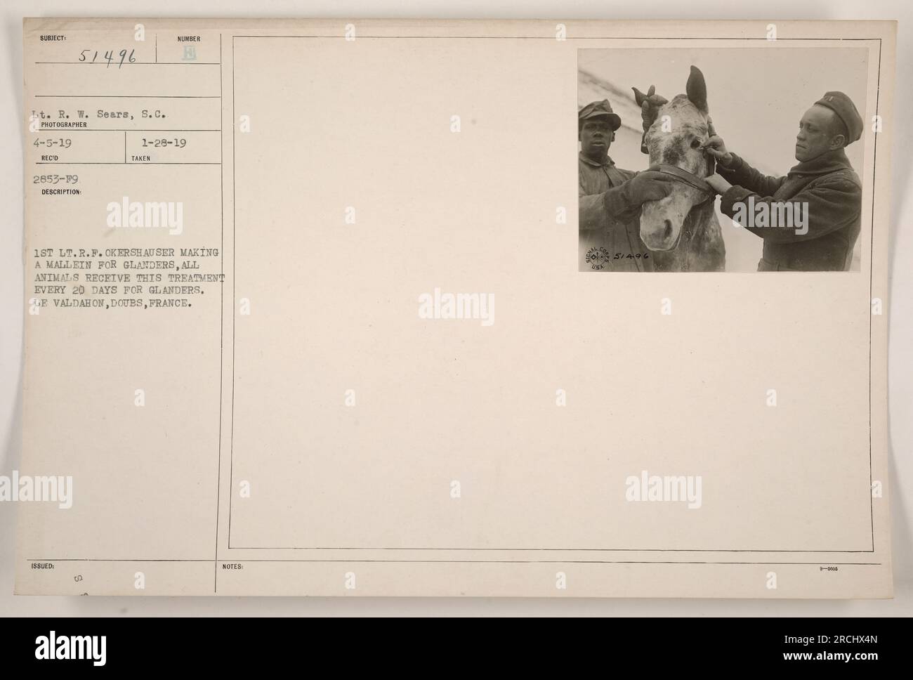 Medical treatment for horses hi-res stock photography and images - Alamy