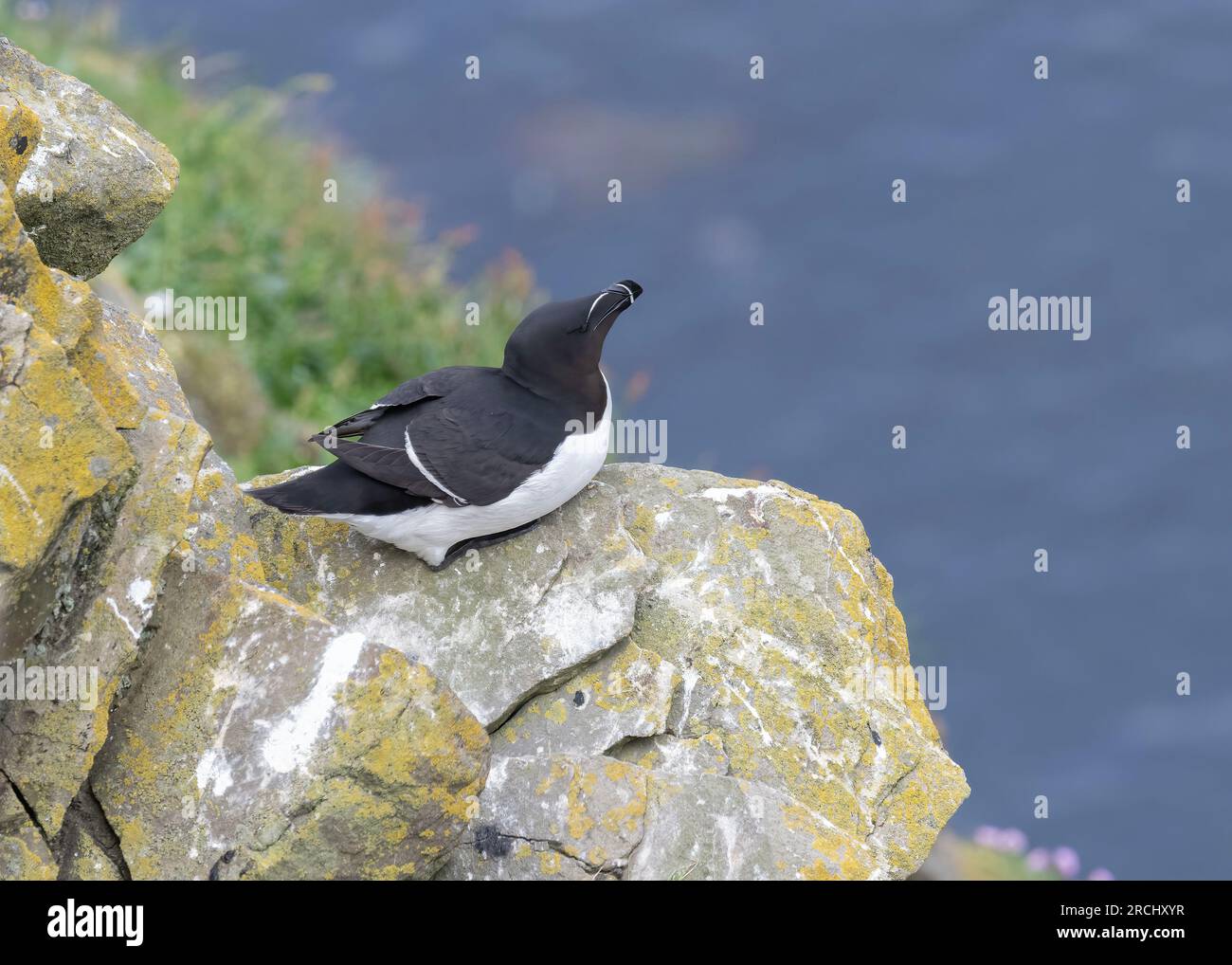 Razorbill (Alca torda) sitting on the cliffs at Sumburgh Head RSPB ...