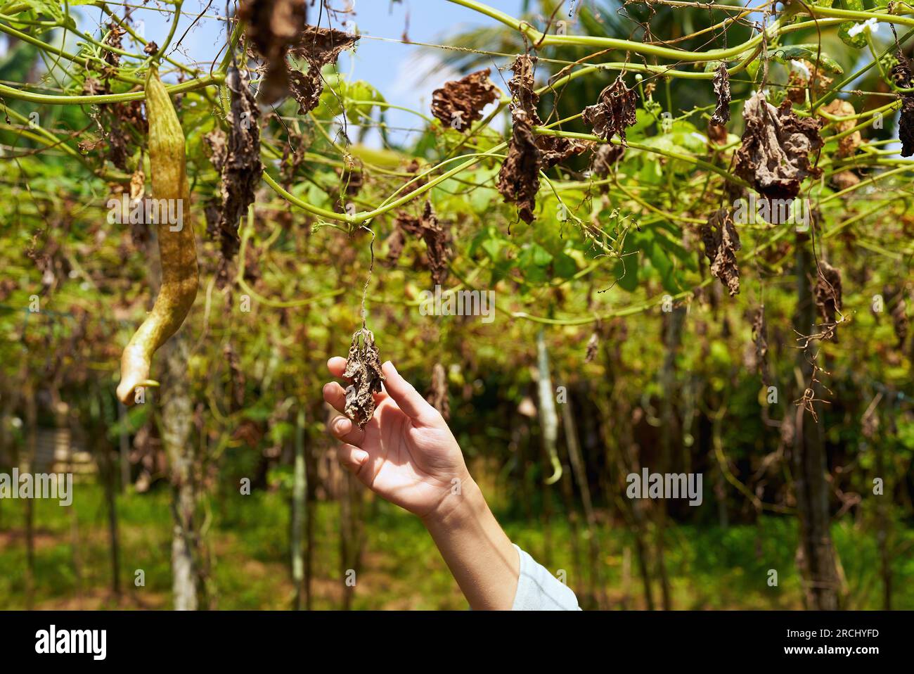 Female farmer hand holding dried up plant close-up shot. Woman ...
