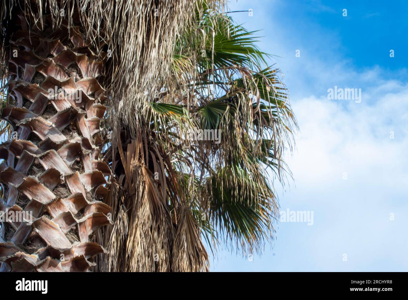 Abstract Palm Bark Texture. Fibrous Palm Tree Trunk Surface Closeup ...