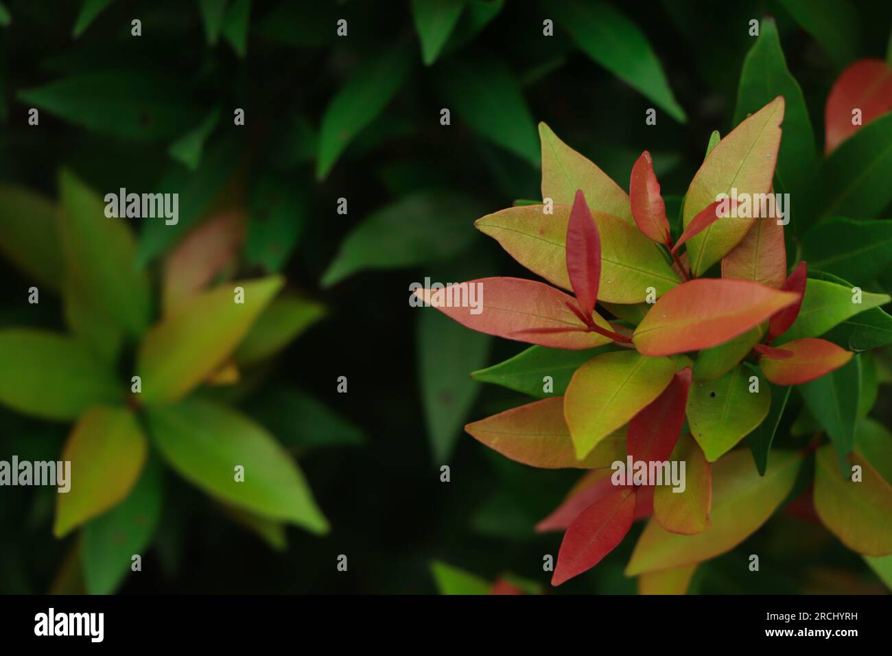 Syzygium Australe tree in morning sunlight. Syzygium Australe with ...