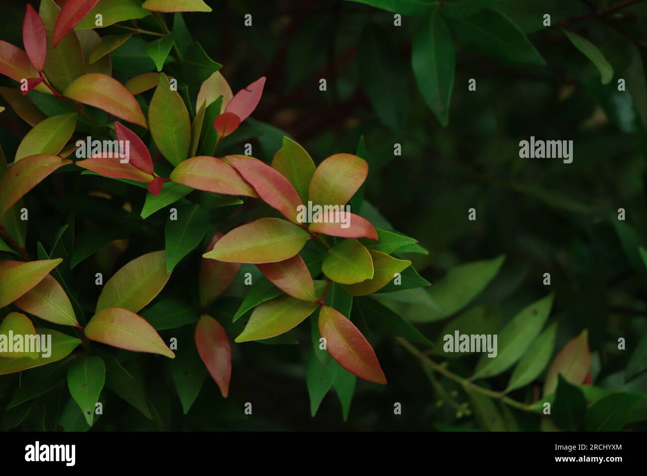 Syzygium australe plant, commonly called Brush Cherry or Scrub Cherry ...