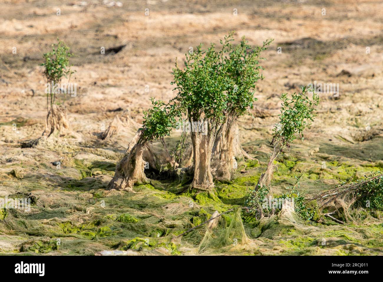 Dorney common eton hi-res stock photography and images - Alamy