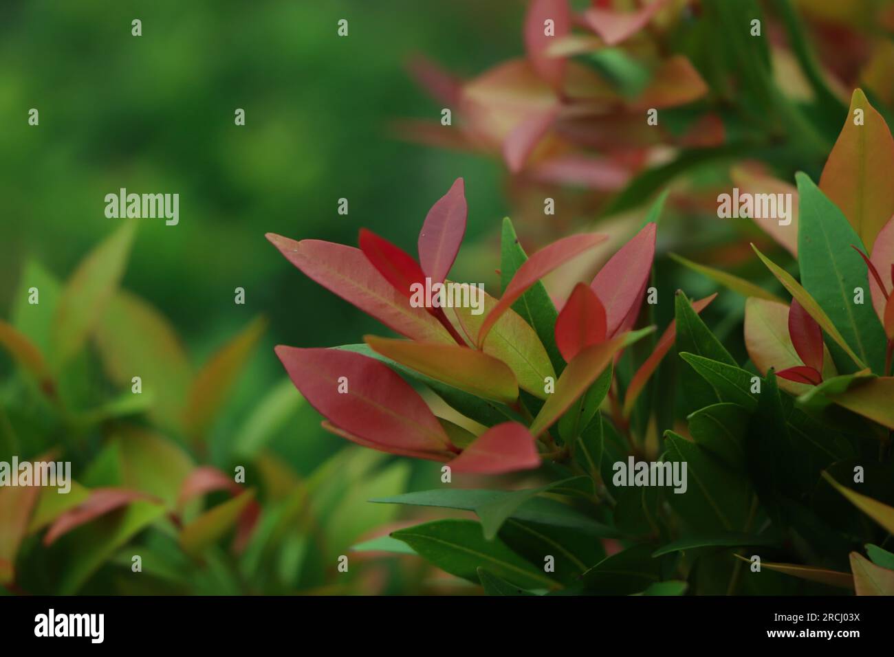 Syzygium Australe tree in morning sunlight. Syzygium Australe with ...