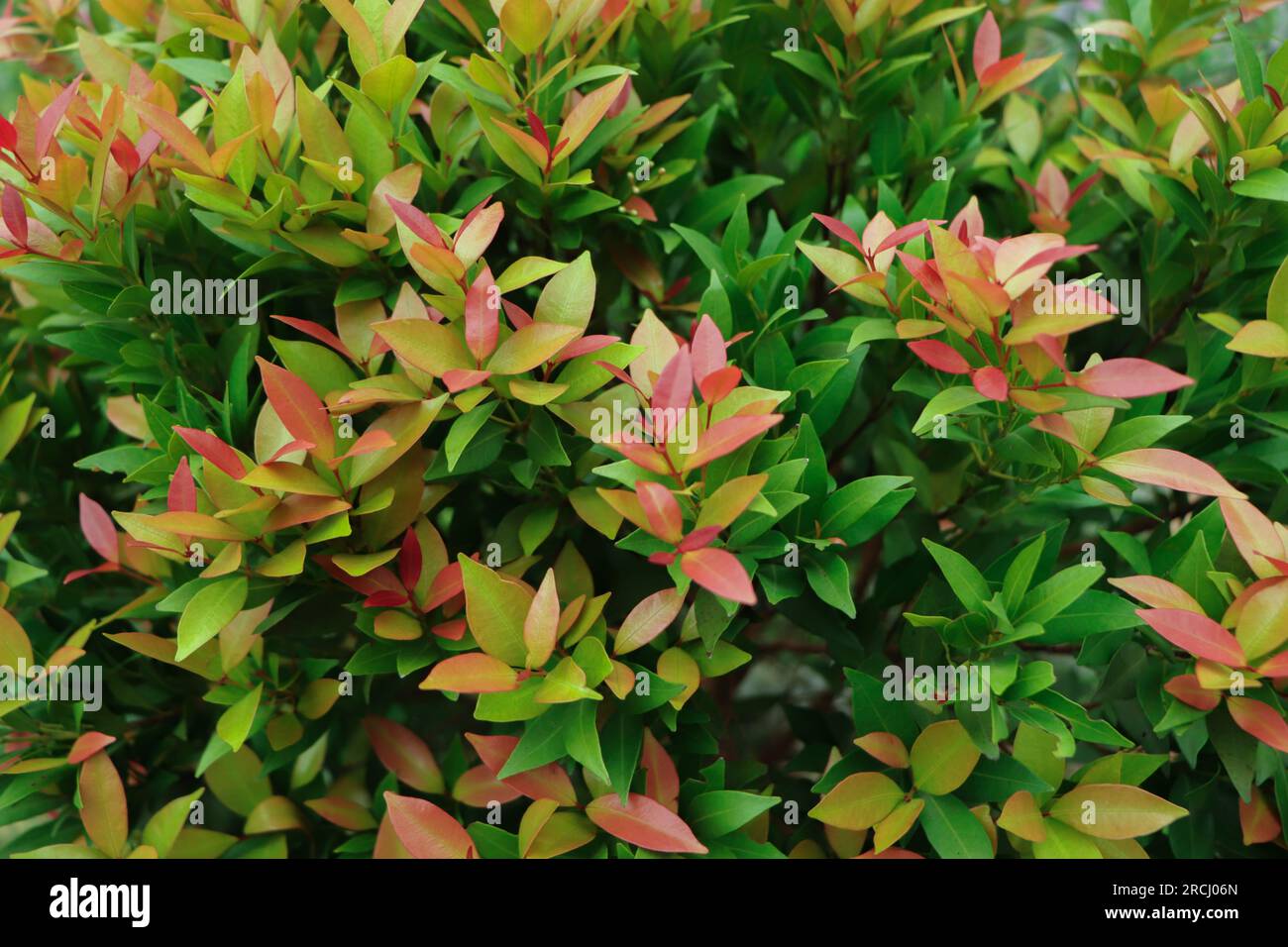 Syzygium Paniculatum Brush Cherry