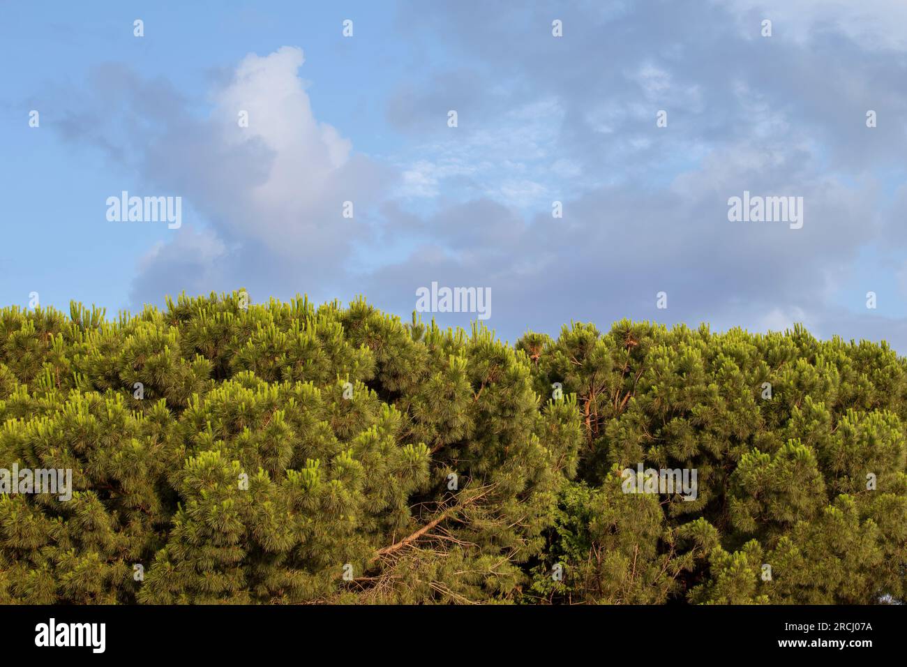 Trees Against the Sky. Forest Tree, Rainforest Ecosystem and Healthy ...